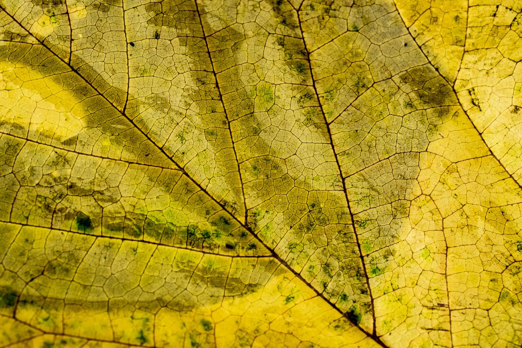 Portfolio | Freestyle Print Storefront